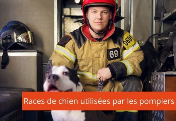 Races de chien utilisées par les pompiers - Emploi sécurité
