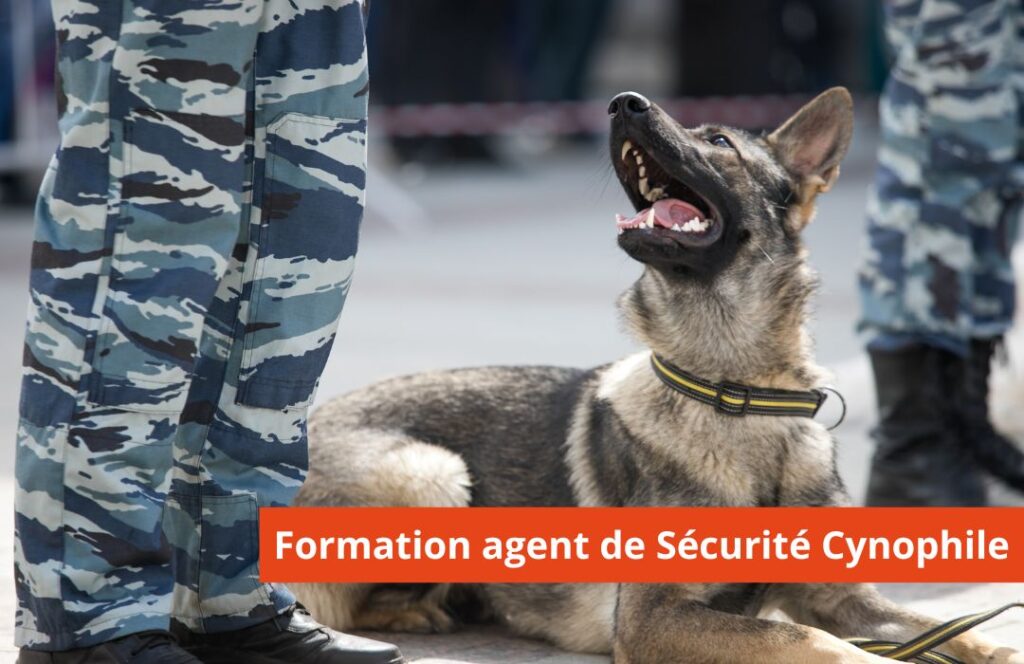 Formation agent de Sécurité Cynophile : Prix et Comparaison